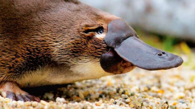 Estudio revela el ornitorrinco está al borde de la extinción por el ...